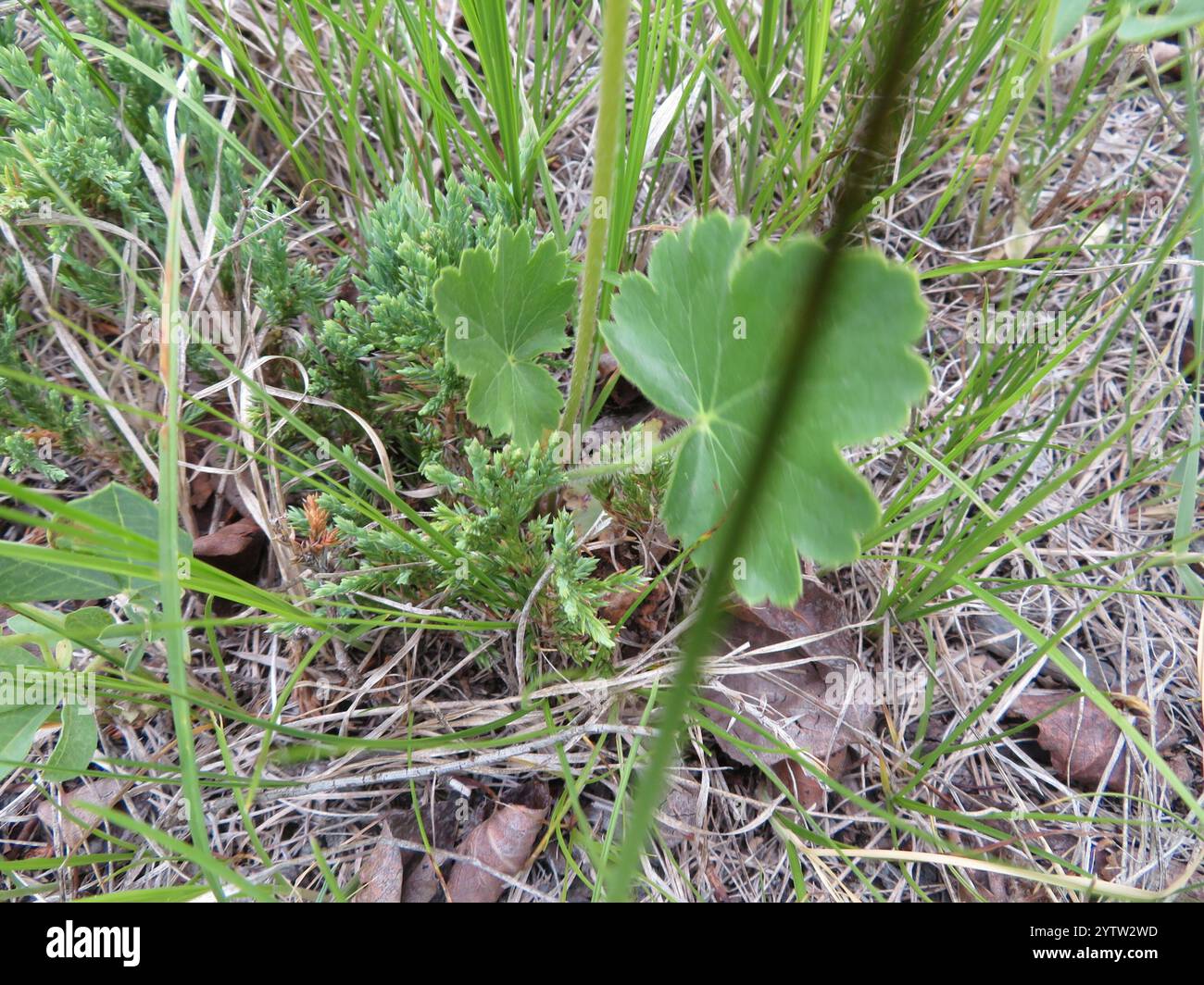 prairie alumroot (Heuchera richardsonii Stock Photo - Alamy