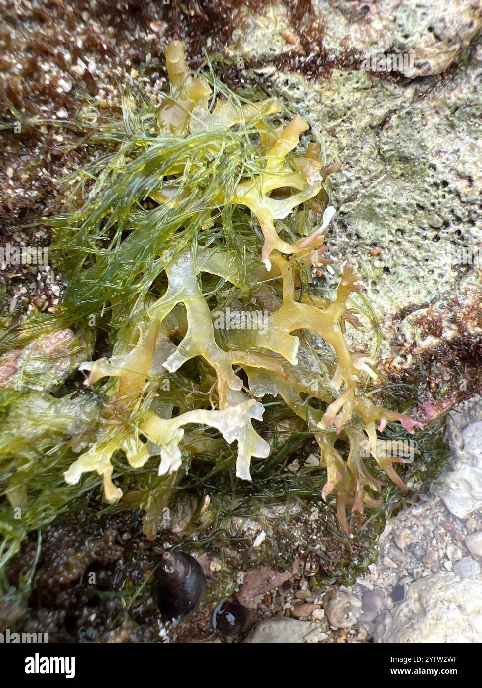 red algae (Rhodophyta Stock Photo - Alamy