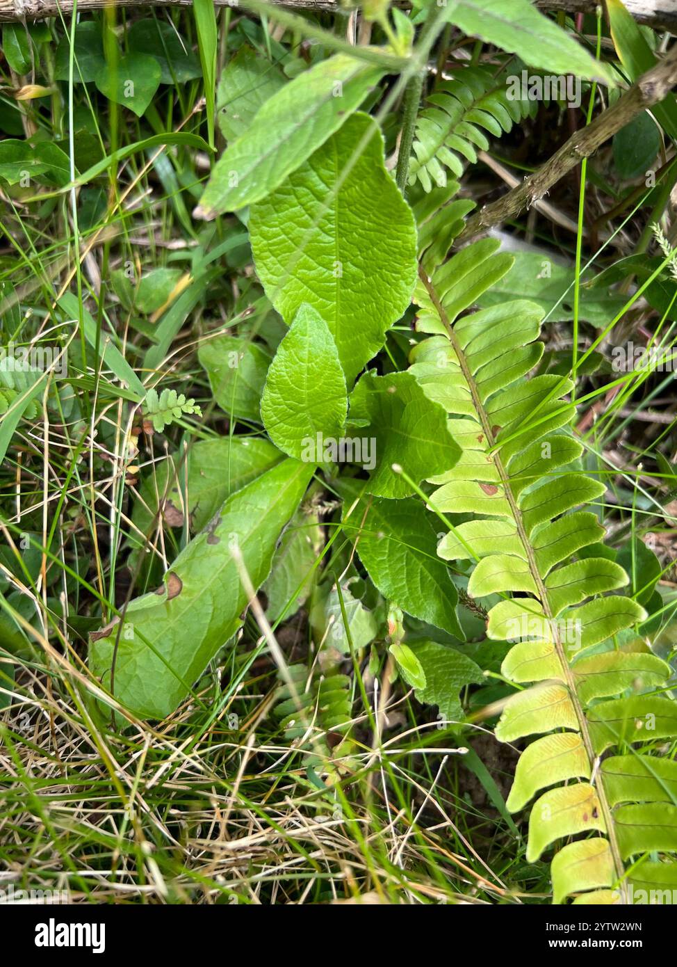 elephant's foot (Elephantopus mollis Stock Photo - Alamy