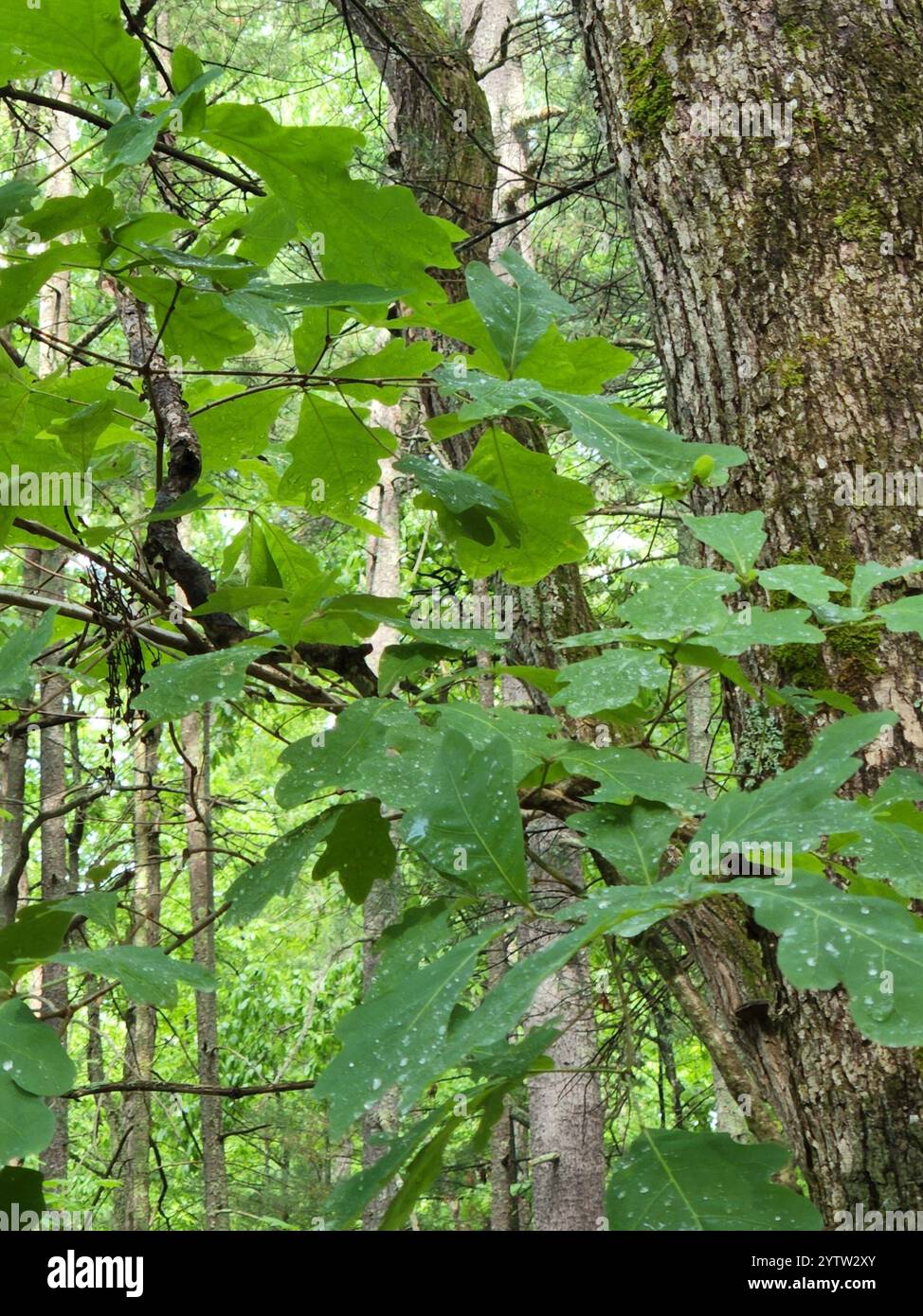white oak (Quercus alba Stock Photo - Alamy