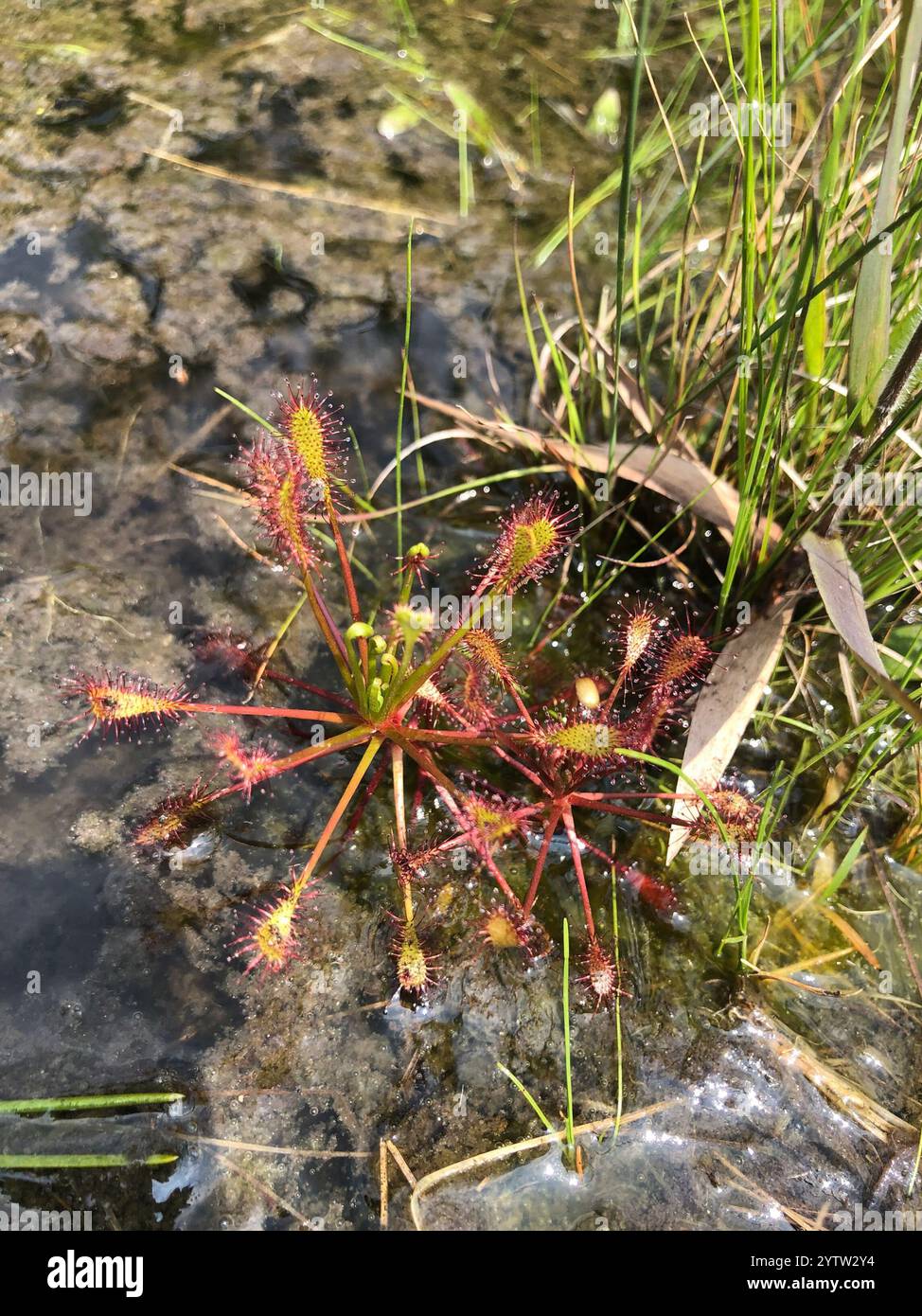 spoonleaf sundew (Drosera intermedia Stock Photo - Alamy