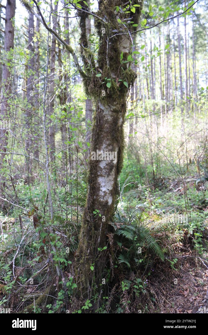 Red Alder (Alnus rubra Stock Photo - Alamy