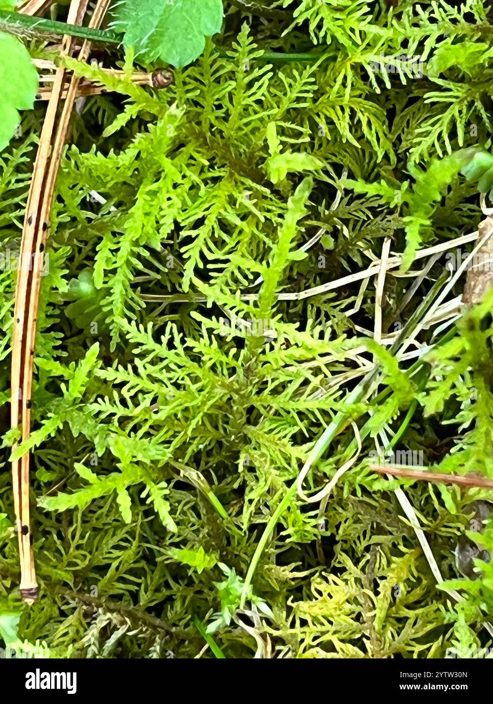 delicate fern moss (Thuidium delicatulum Stock Photo - Alamy