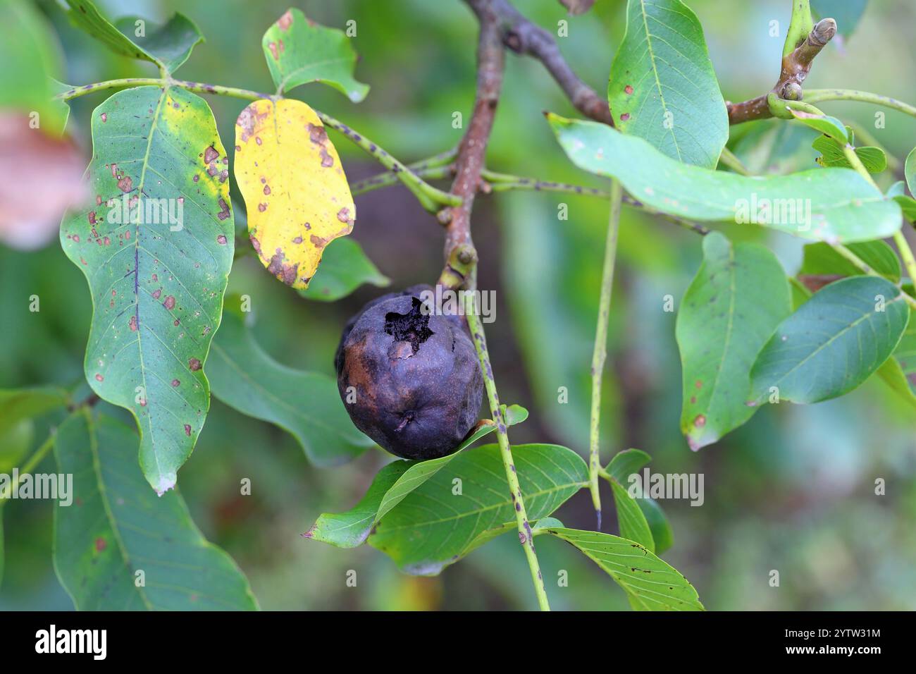 Immature walnut damaged by maggots of Walnut husk fly, scientic name ...
