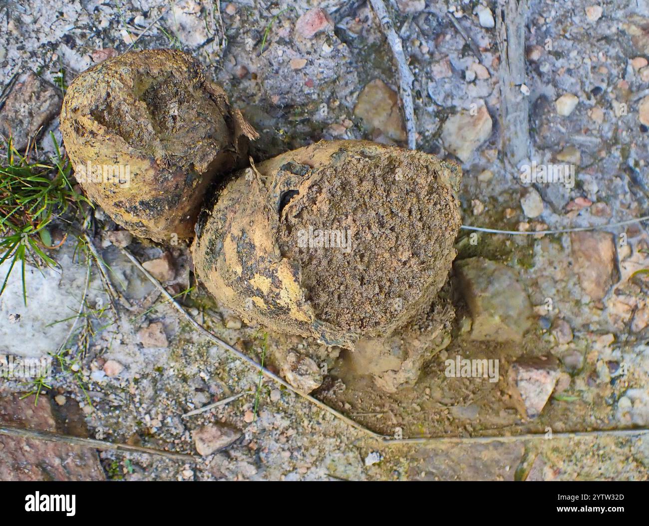 Dyeball (Pisolithus arhizus Stock Photo - Alamy