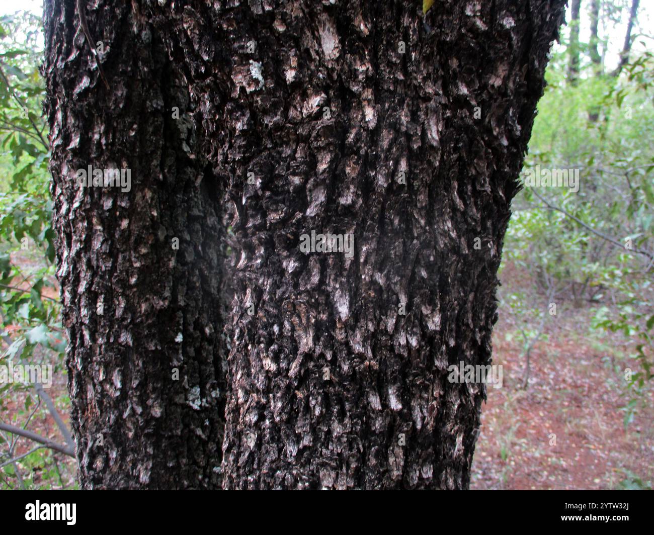 tamboti (Spirostachys africana Stock Photo - Alamy