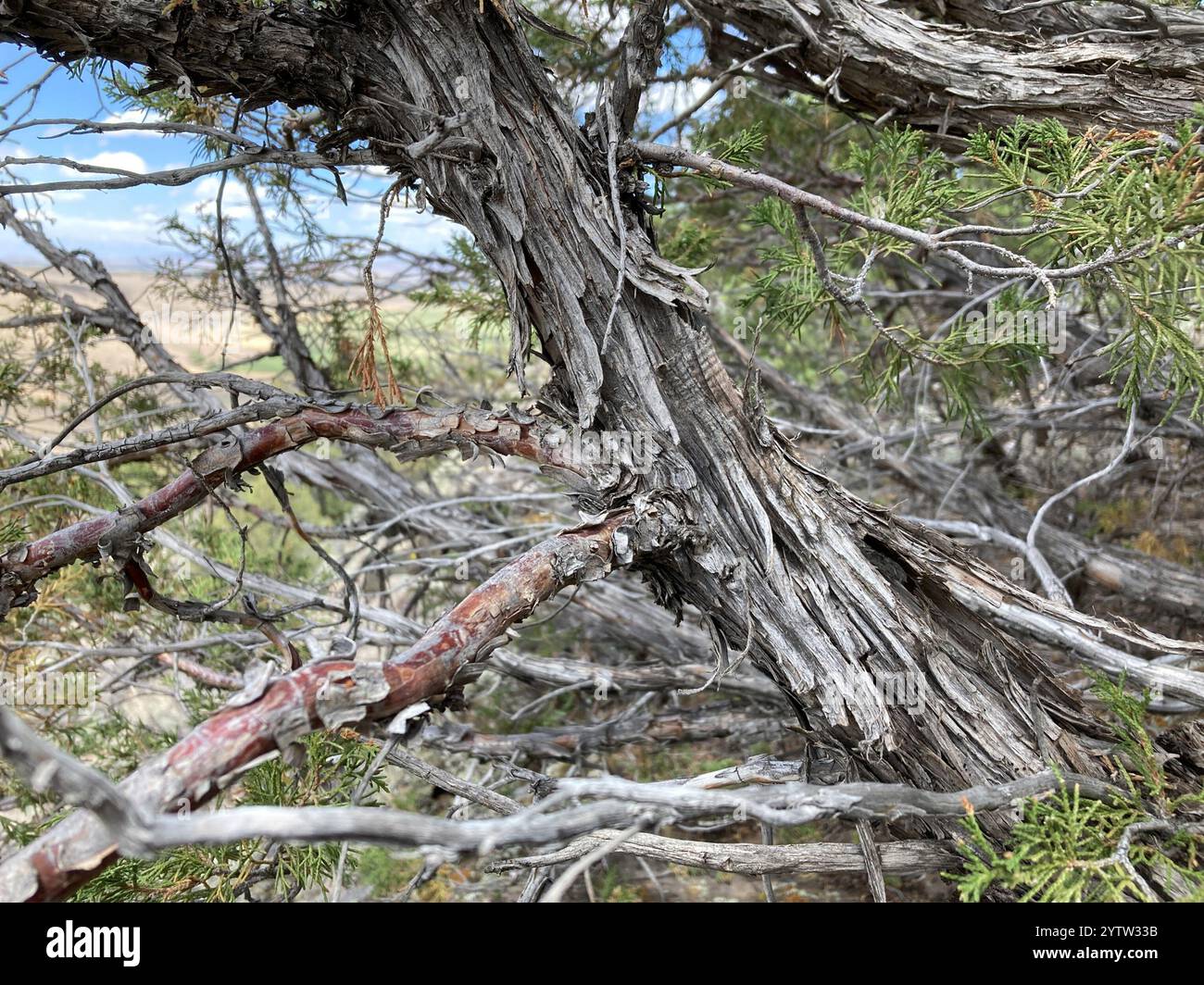 Rocky Mountain Juniper (Juniperus scopulorum Stock Photo - Alamy