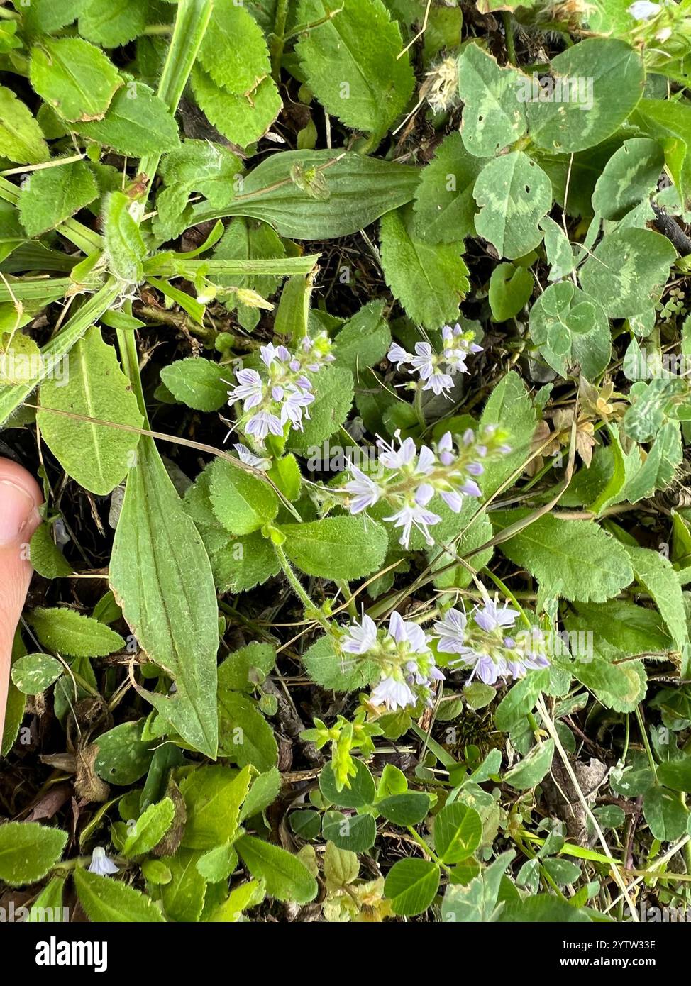 heath speedwell (Veronica officinalis Stock Photo - Alamy