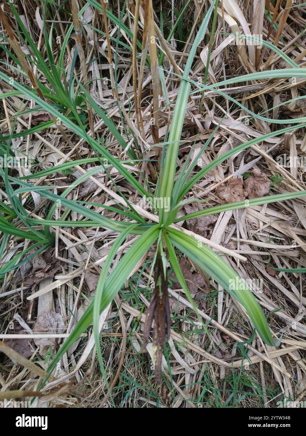 Wood Club-rush (Scirpus sylvaticus Stock Photo - Alamy