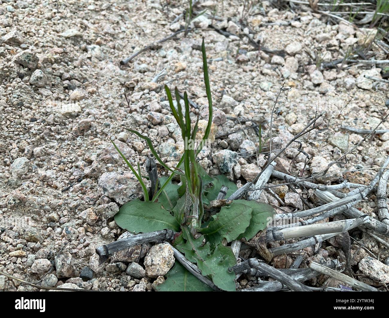 Rush Skeletonweed (Chondrilla juncea Stock Photo - Alamy