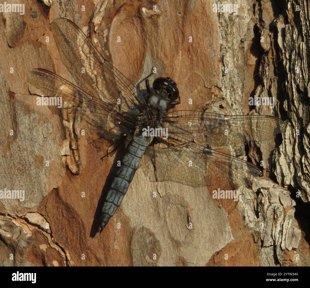 Blue Corporal (Ladona deplanata Stock Photo - Alamy