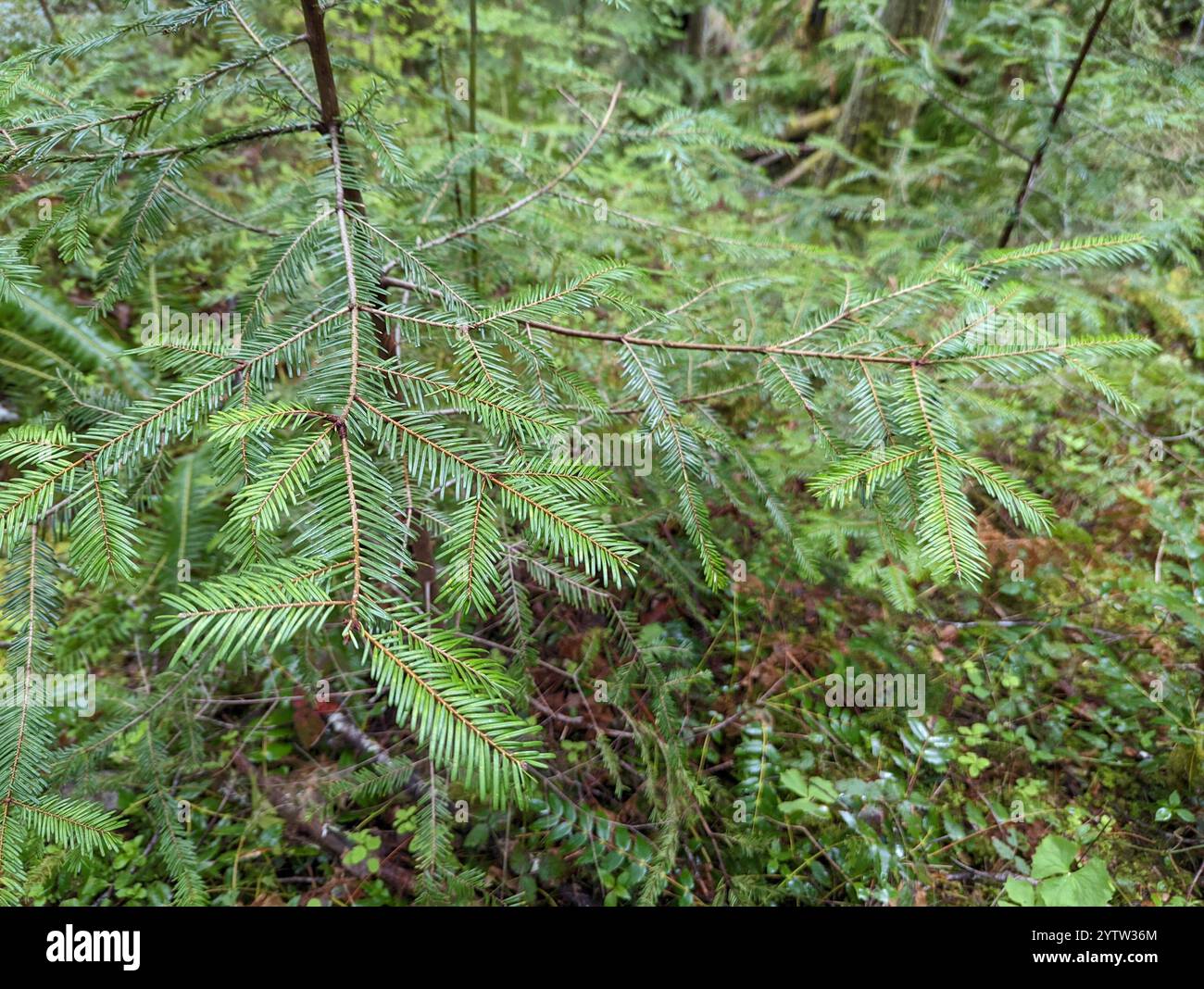 grand fir (Abies grandis Stock Photo - Alamy
