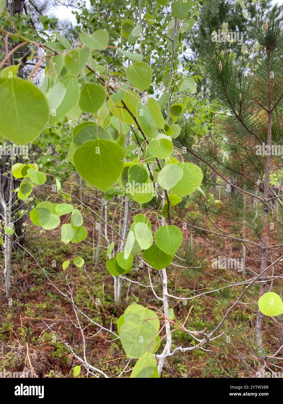 trembling aspen (Populus tremuloides Stock Photo - Alamy
