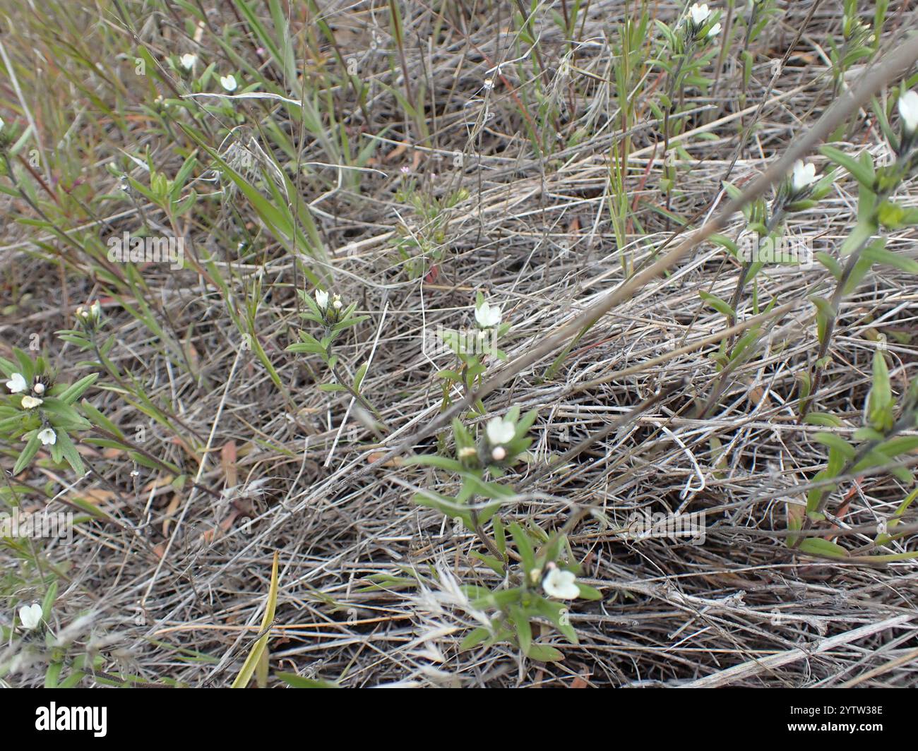 corn gromwell (Buglossoides arvensis Stock Photo - Alamy