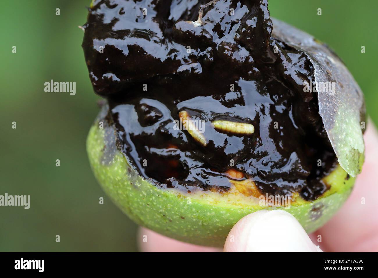 Immature walnut damaged by maggots of Walnut husk fly, scientic name ...