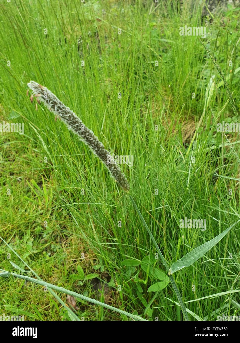 Foxtail grasses (Alopecurus Stock Photo - Alamy