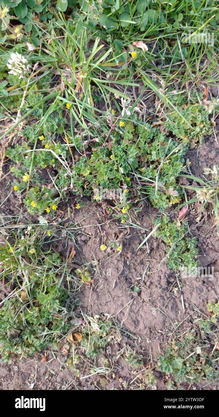 Lesser hop trefoil (Trifolium dubium Stock Photo - Alamy