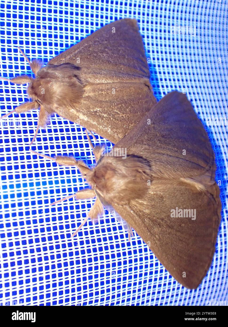 Clay Monkey (Phyllalia patens Stock Photo - Alamy