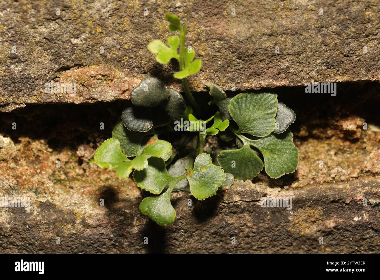 wall-rue (Asplenium ruta-muraria Stock Photo - Alamy