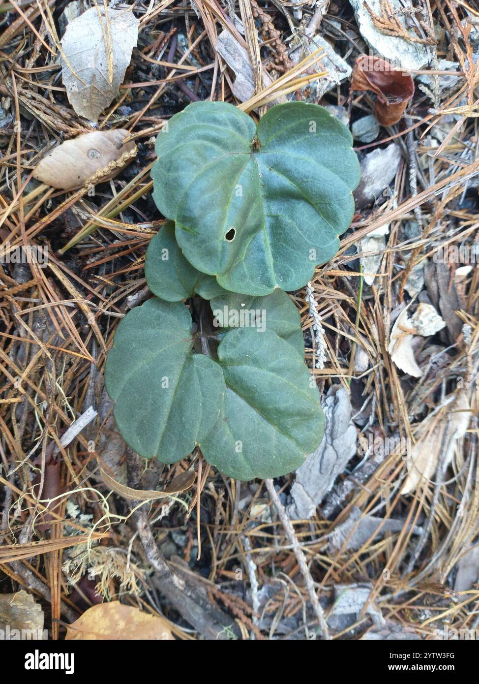 Serpentine Bittercress (Cardamine pachystigma Stock Photo - Alamy