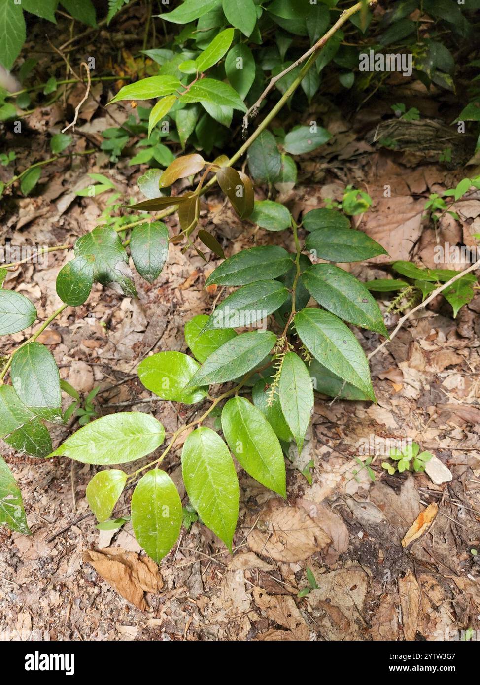 mountain doghobble (Leucothoe fontanesiana Stock Photo - Alamy