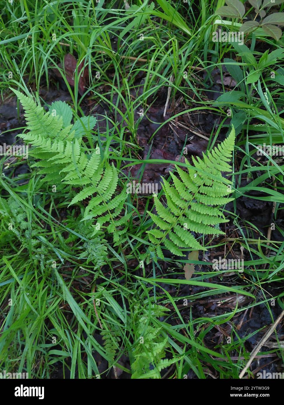 northern lady fern (Athyrium angustum Stock Photo - Alamy