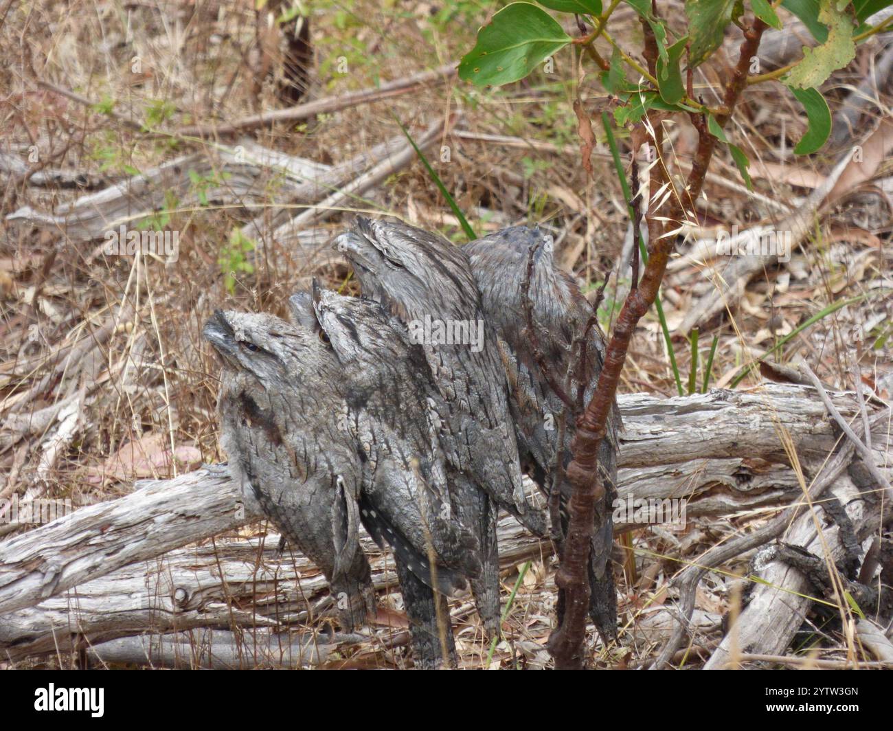 Tawny Frogmouth (Podargus strigoides Stock Photo - Alamy
