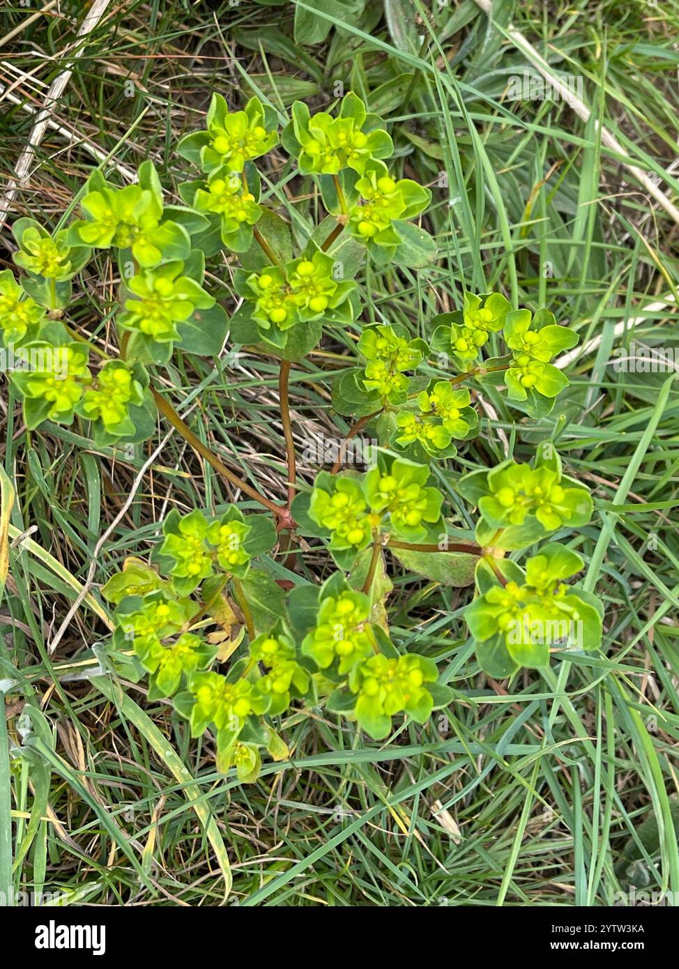 Sun spurge (Euphorbia helioscopia Stock Photo - Alamy