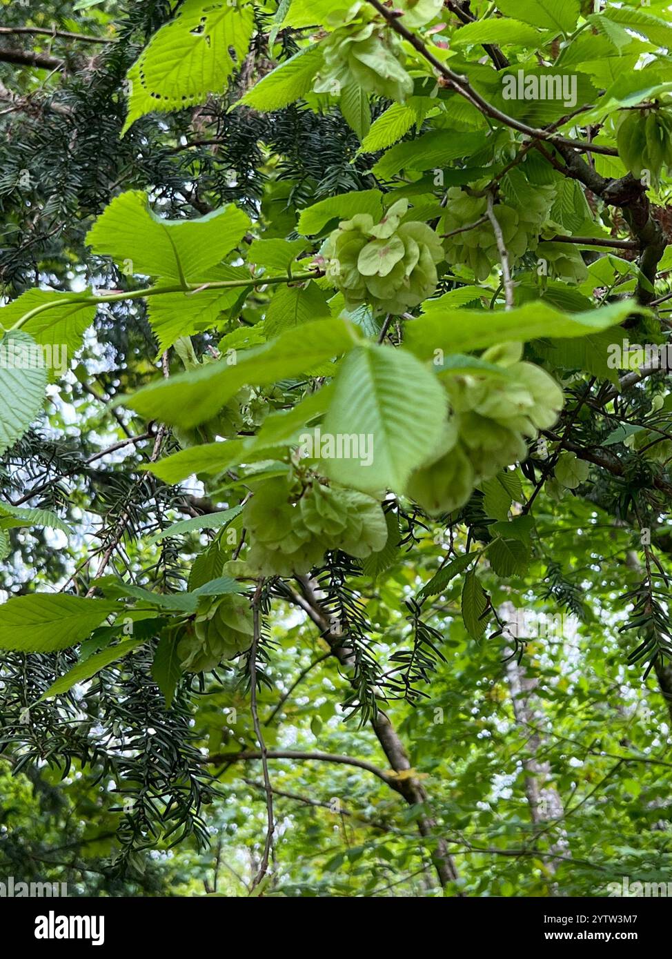 Wych Elm (Ulmus glabra Stock Photo - Alamy