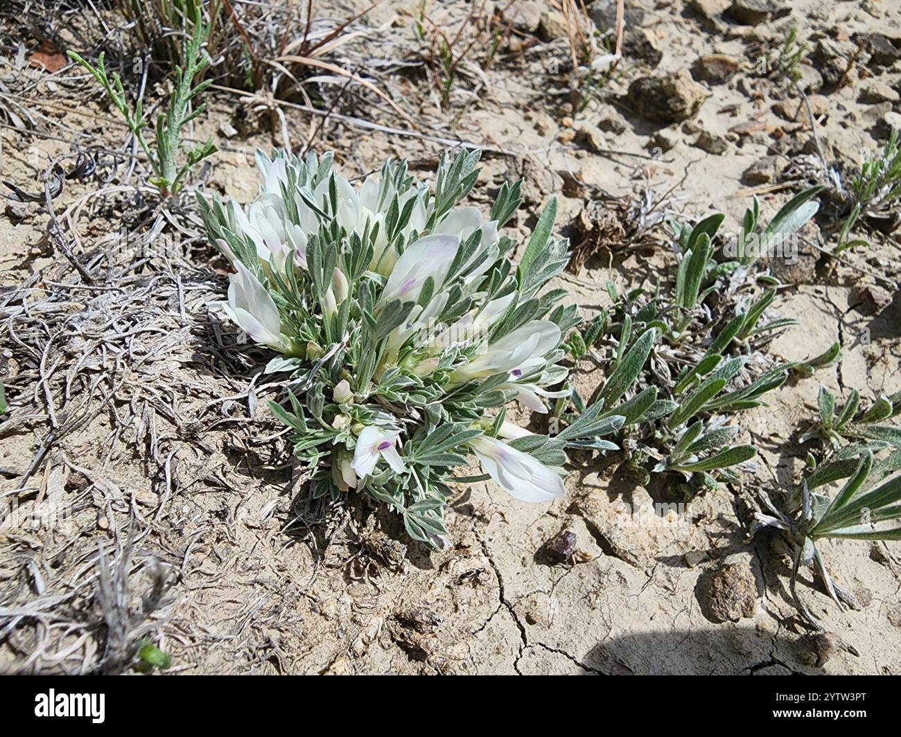 Threeleaf Milkvetch (Astragalus gilviflorus Stock Photo - Alamy