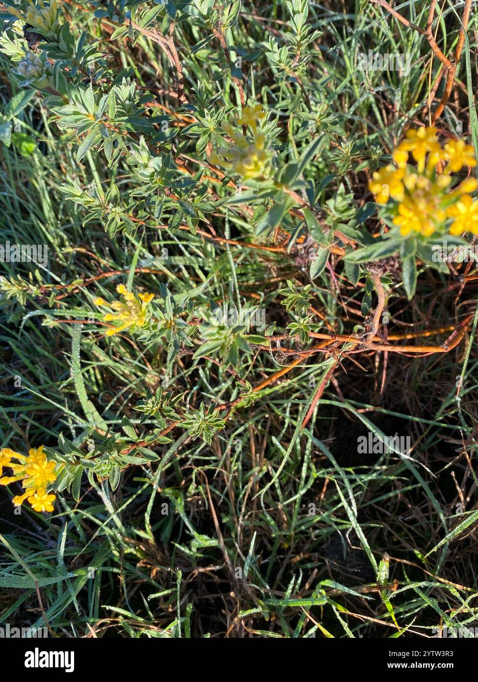 Common Curryflower (Lasiosiphon capitatus Stock Photo - Alamy