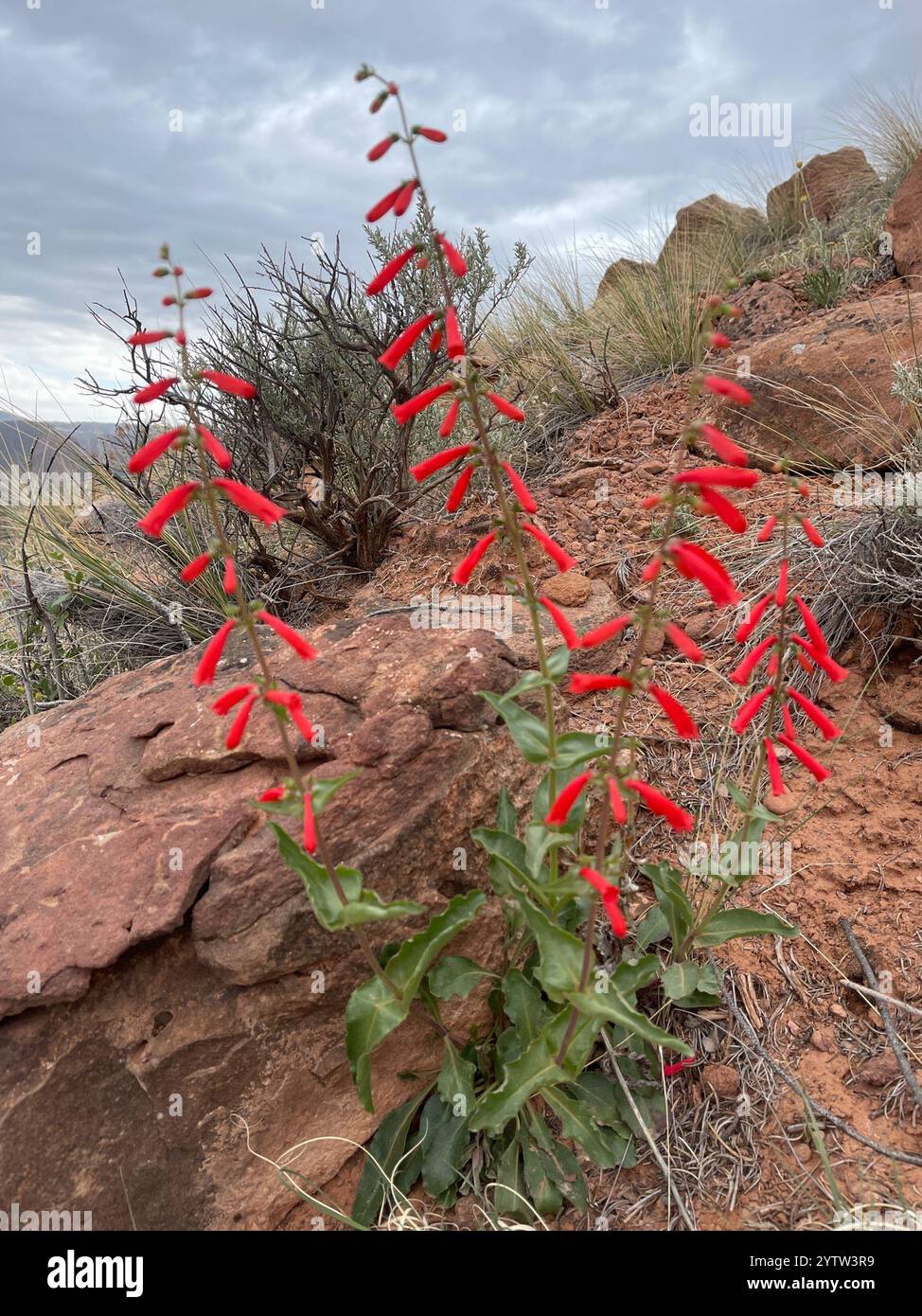 firecracker penstemon (Penstemon eatonii Stock Photo - Alamy