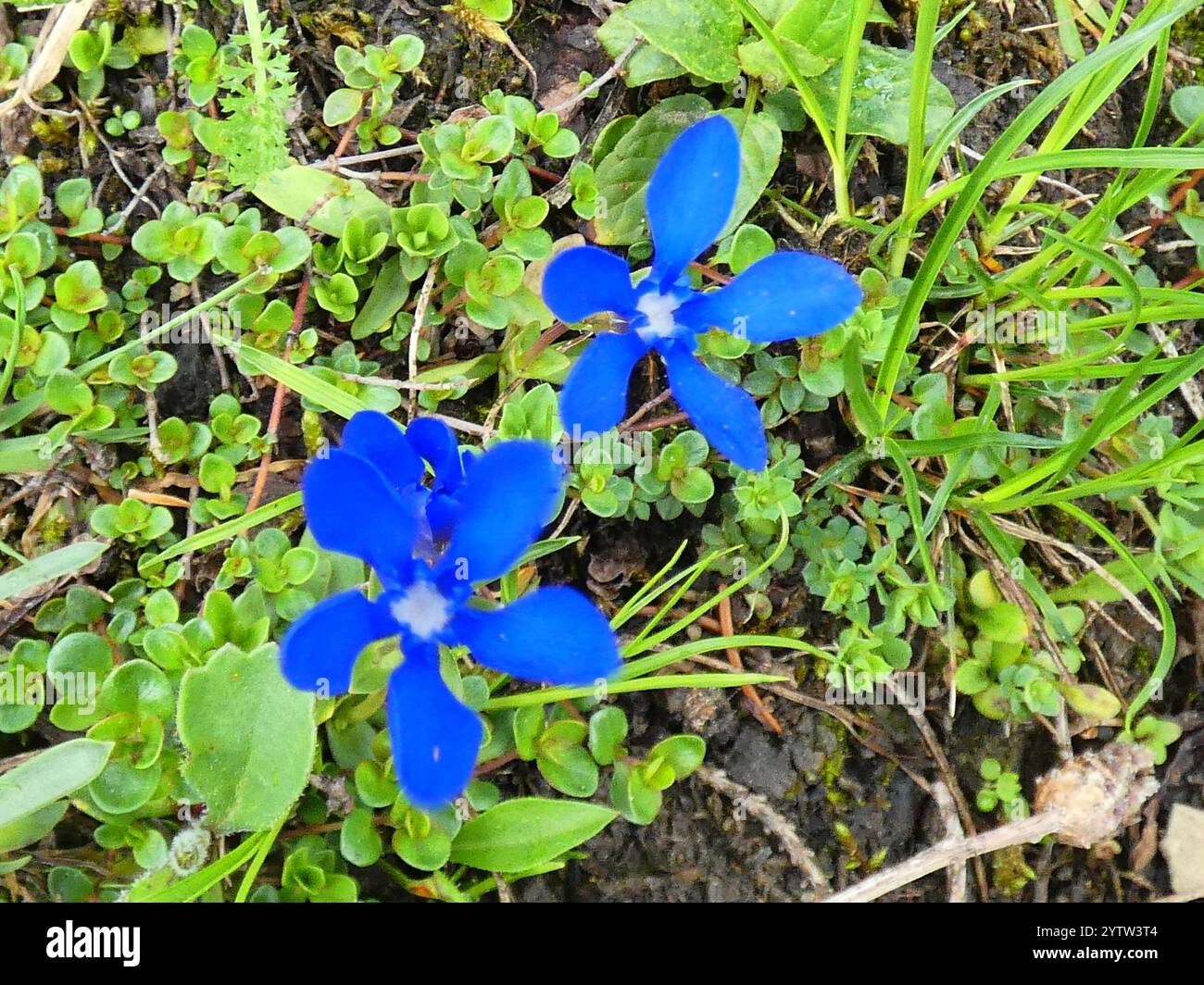 spring gentian (Gentiana verna Stock Photo - Alamy