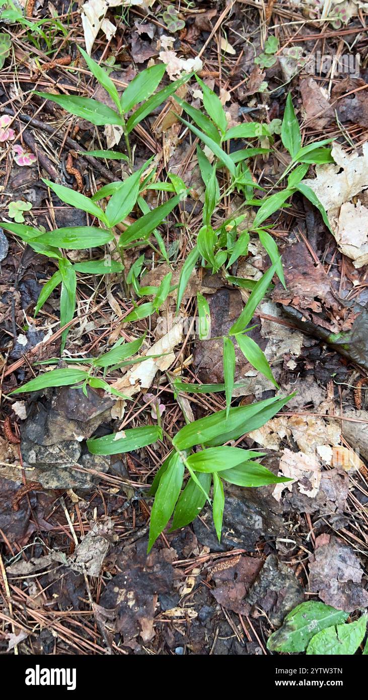 bristlegrasses, rosette grasses, barnyard grasses, and allies (Paniceae ...