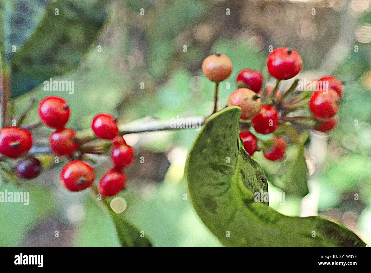 Common Cape Holly (Ilex mitis mitis Stock Photo - Alamy