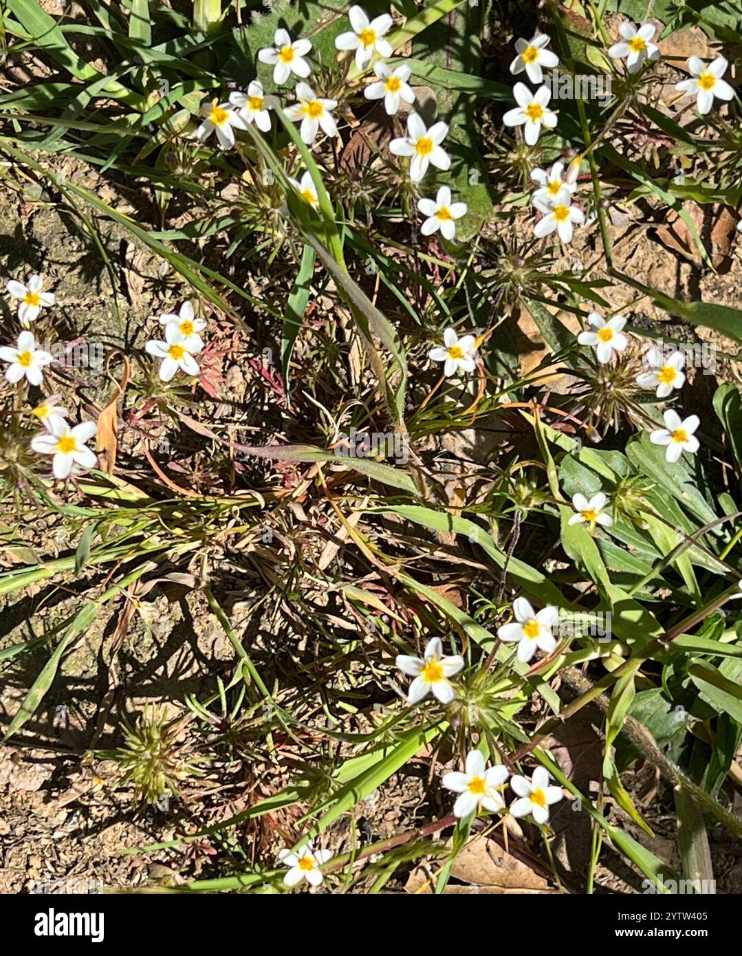 variable linanthus (Leptosiphon parviflorus Stock Photo - Alamy