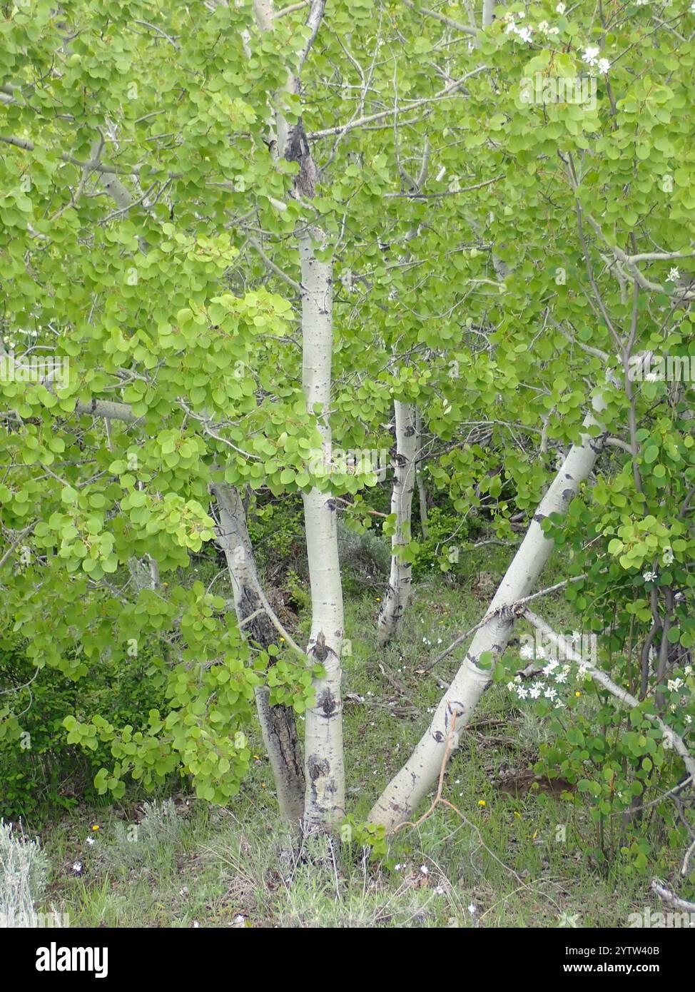 trembling aspen (Populus tremuloides Stock Photo - Alamy