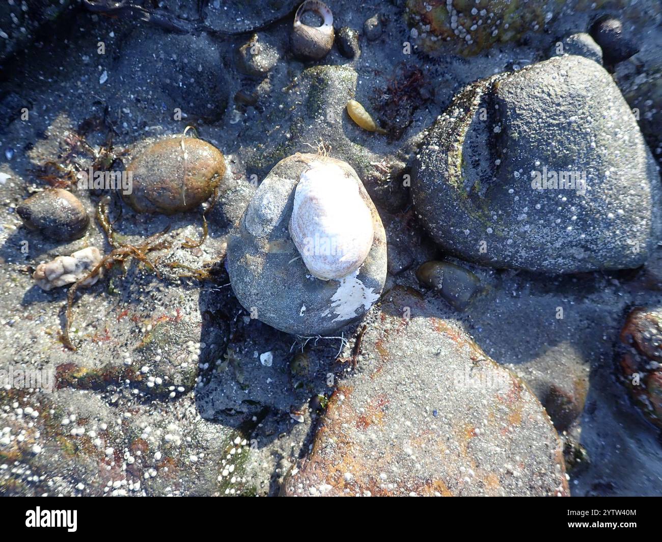 Common Atlantic Slippersnail (Crepidula fornicata Stock Photo - Alamy