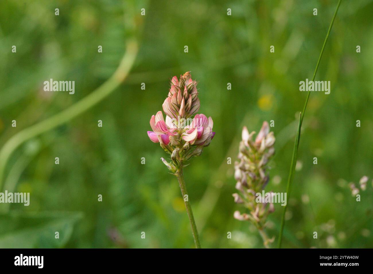 Sainfoin (Onobrychis viciifolia Stock Photo - Alamy