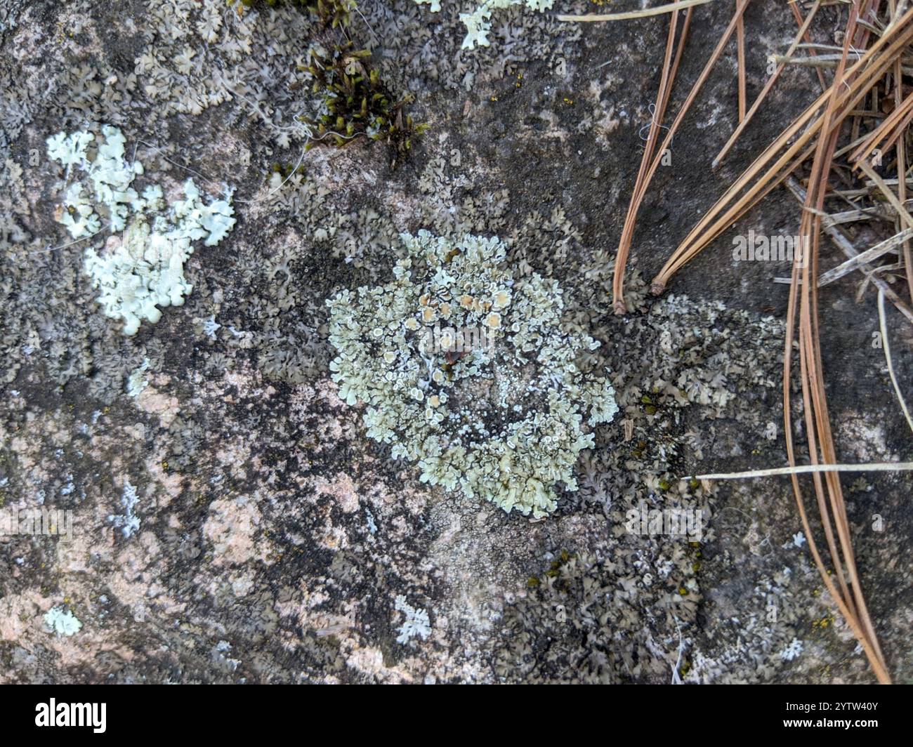 shield lichens, rim lichens, and allies (Lecanorales Stock Photo - Alamy