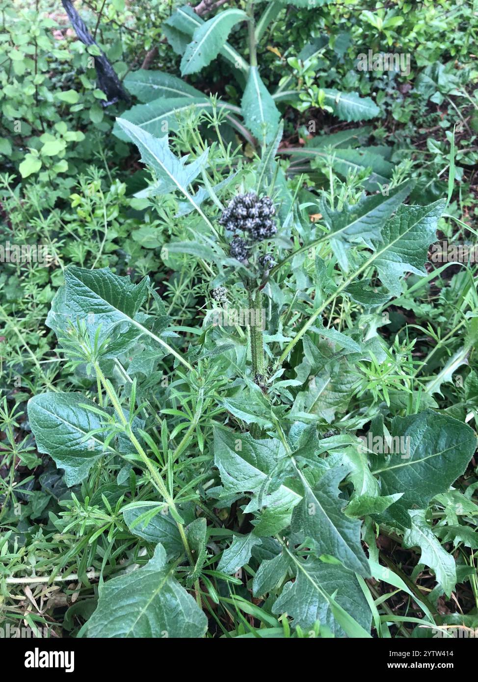 Beaked Hawksbeard (Crepis vesicaria Stock Photo - Alamy