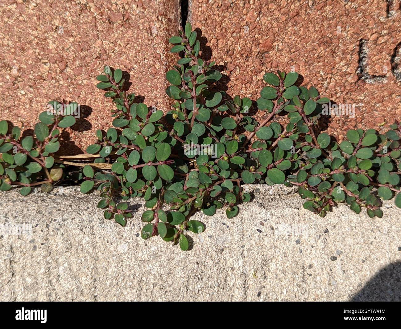 prostrate sandmat (Euphorbia prostrata Stock Photo - Alamy