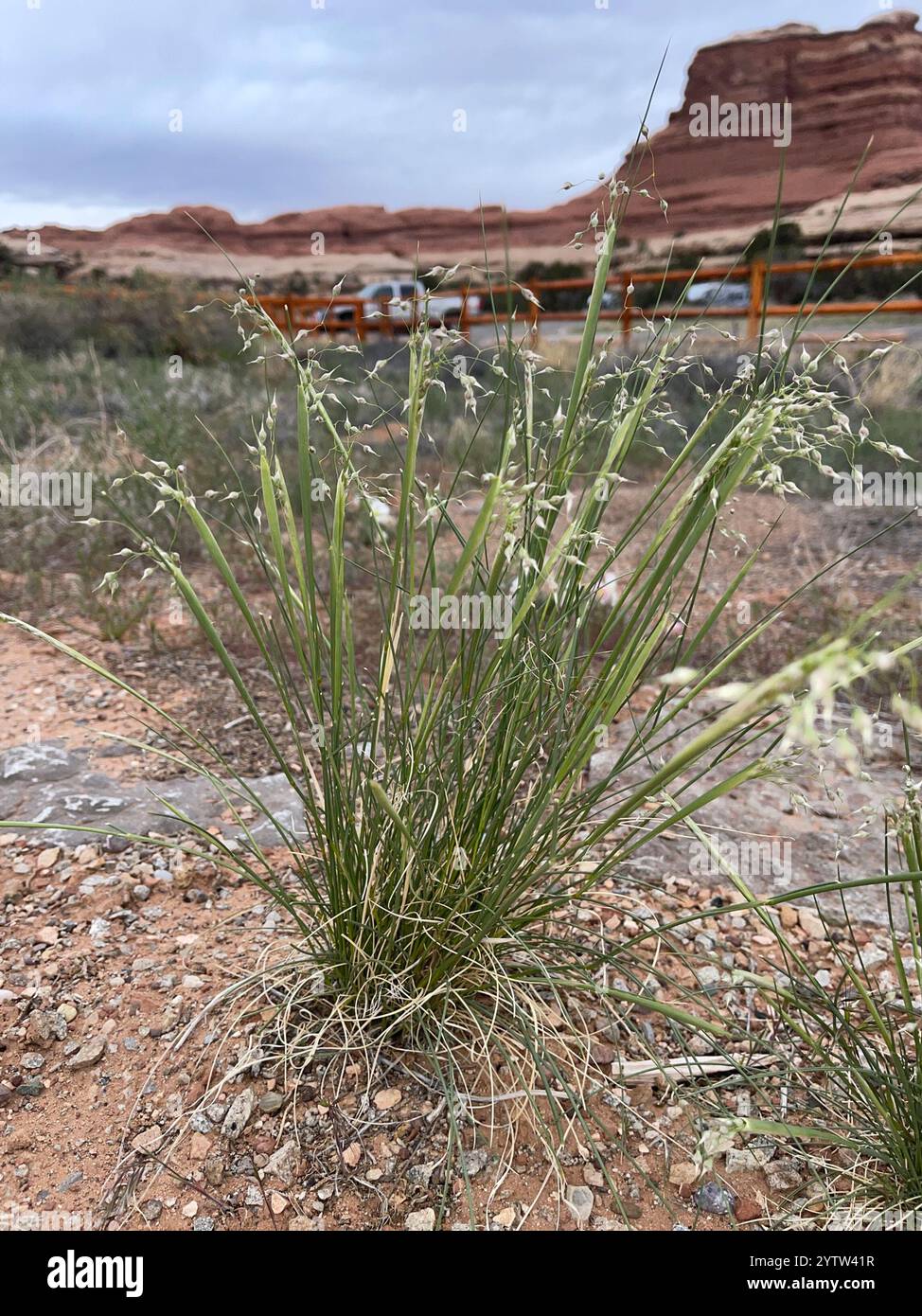 Sand Ricegrass (Eriocoma hymenoides Stock Photo - Alamy