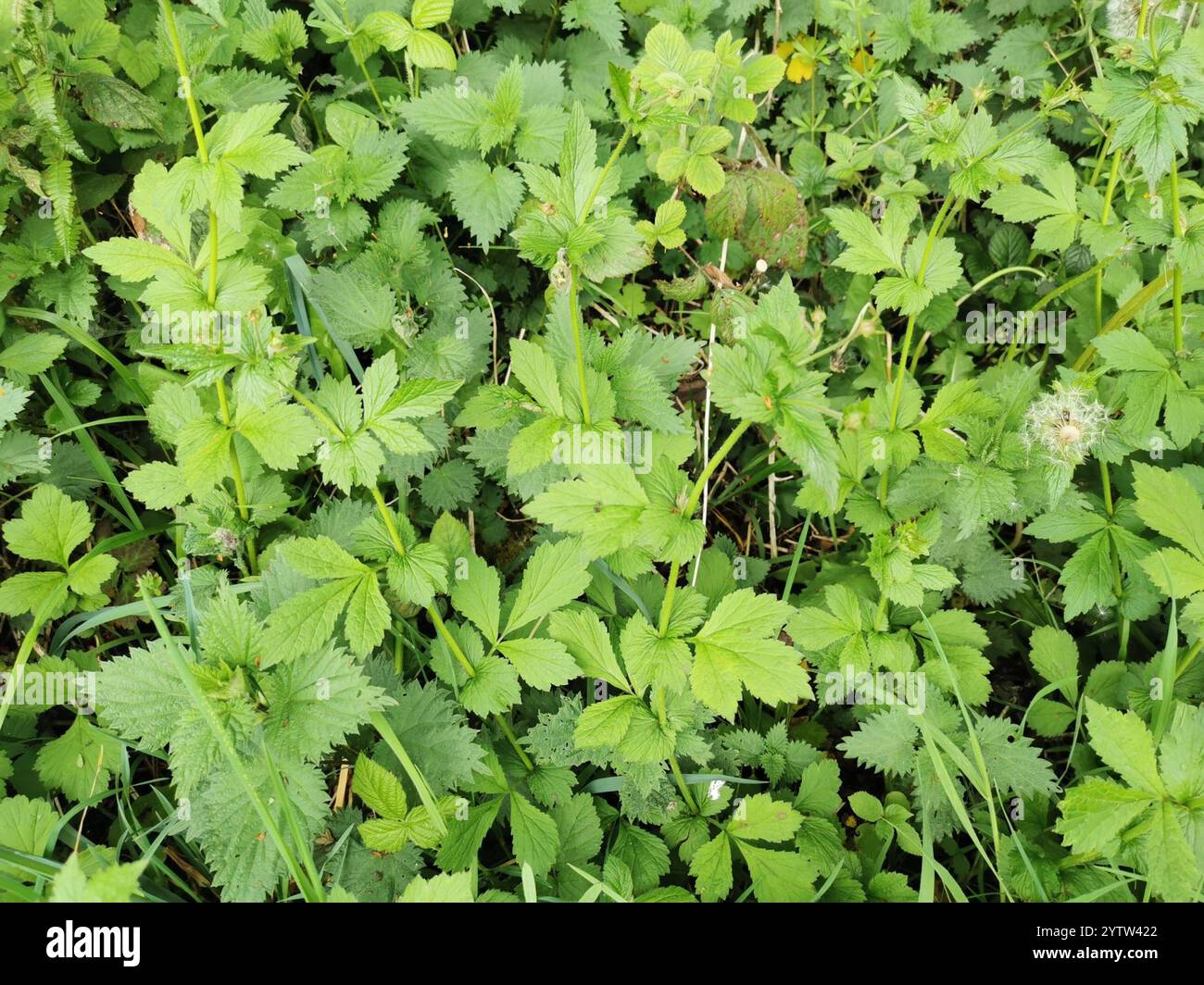 Wood Avens (Geum urbanum Stock Photo - Alamy