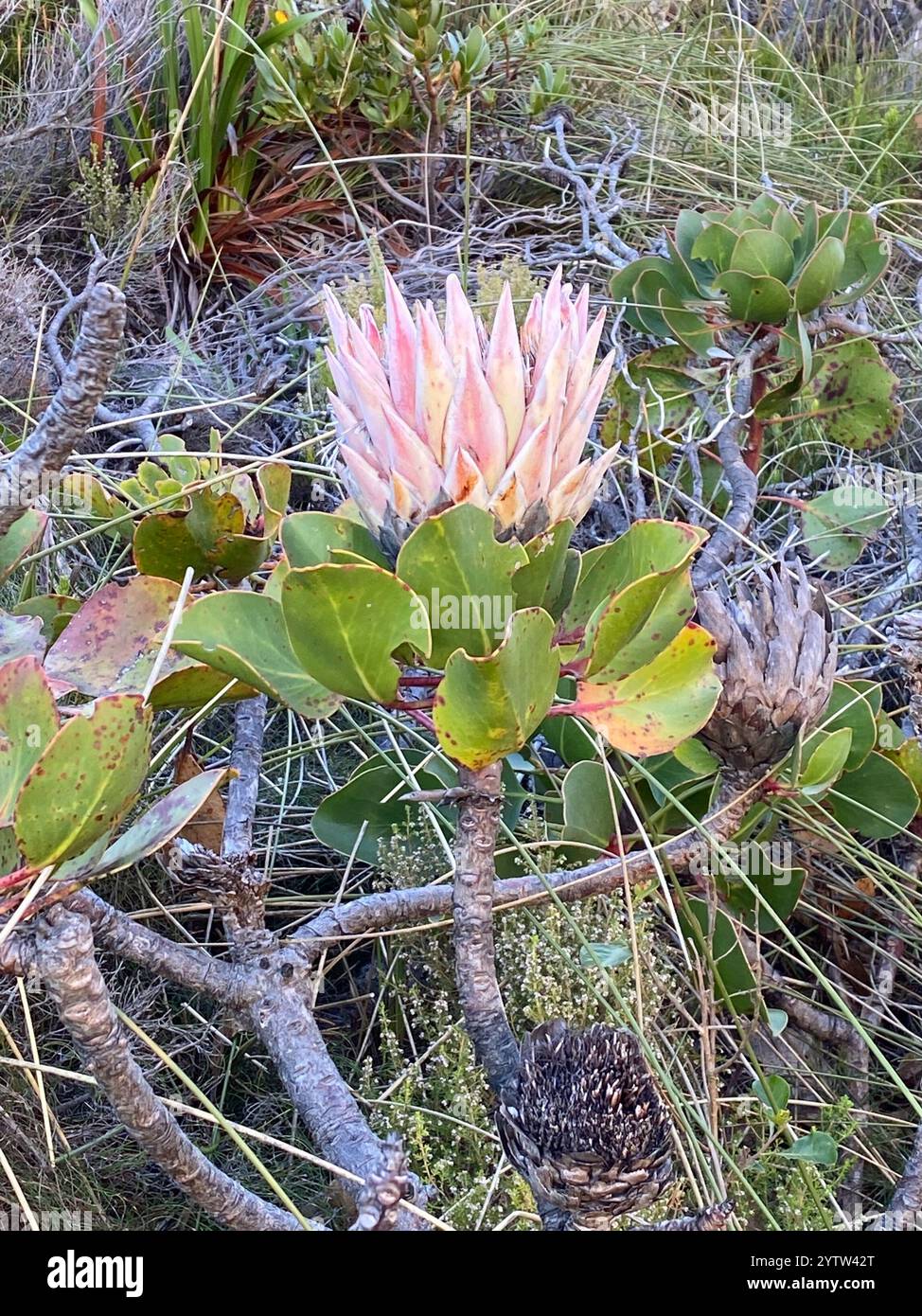 King Protea (Protea cynaroides Stock Photo - Alamy