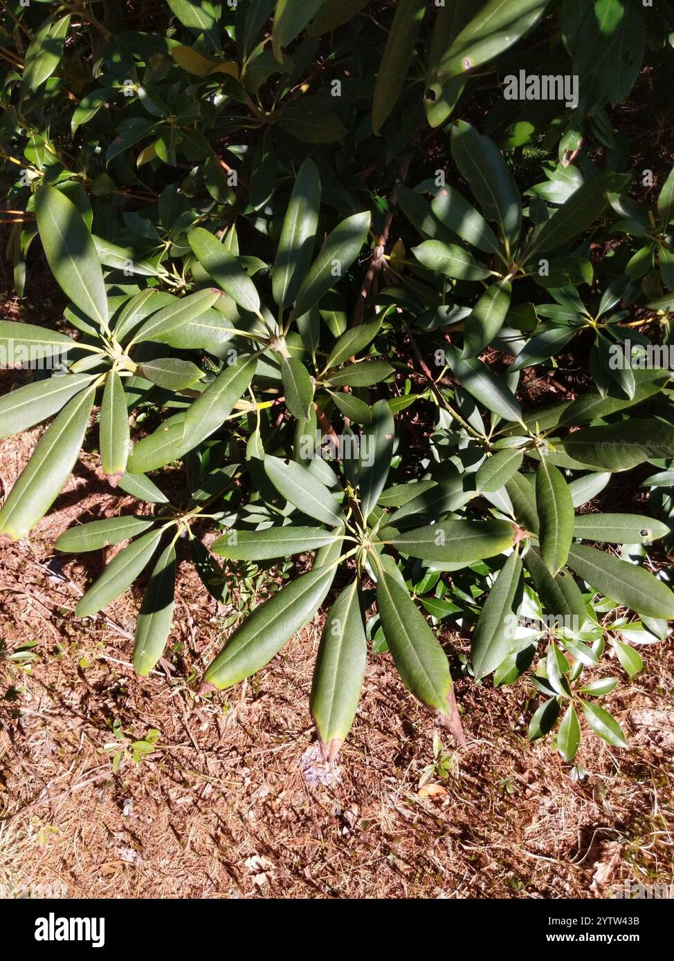 great rhododendron (Rhododendron maximum Stock Photo - Alamy