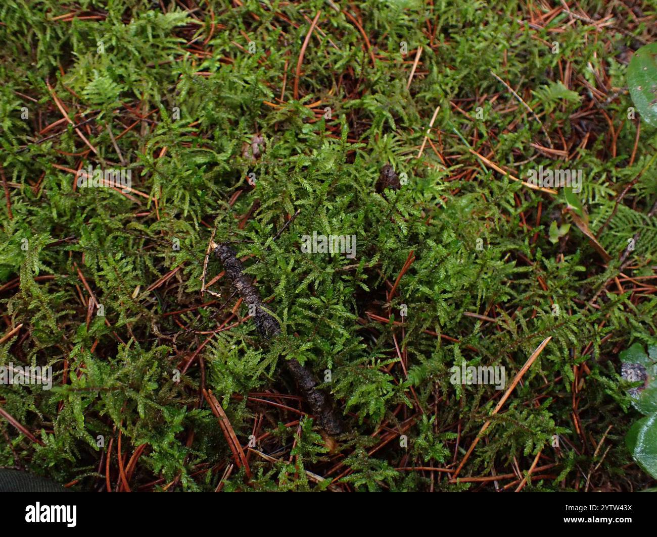 Red-stemmed Feather Moss (Pleurozium schreberi Stock Photo - Alamy