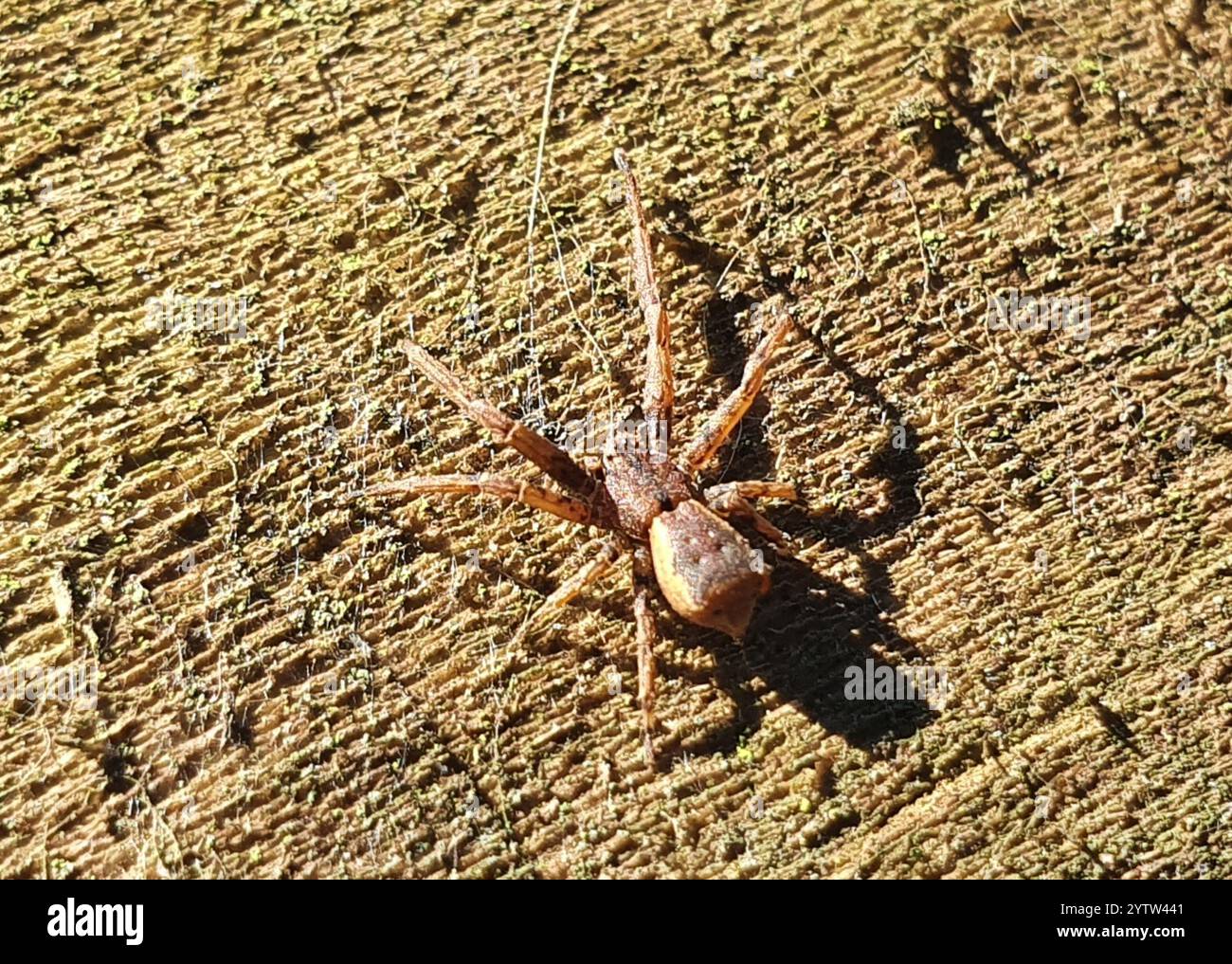 Square-ended Crab Spider (Sidymella angularis Stock Photo - Alamy