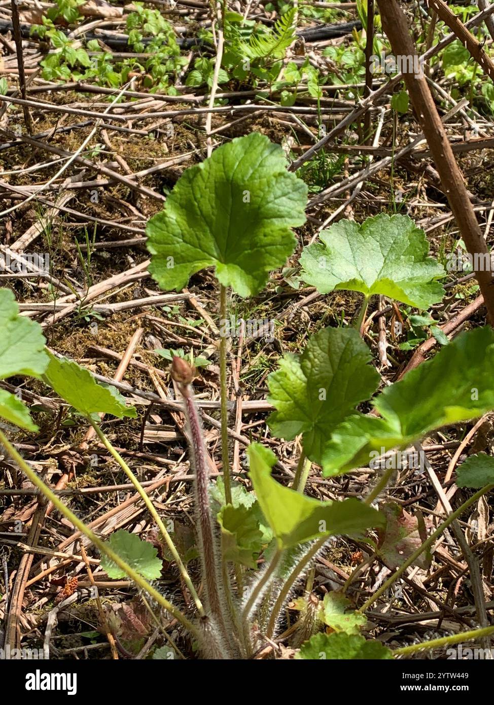 Green-flower Alumroot (Heuchera chlorantha Stock Photo - Alamy