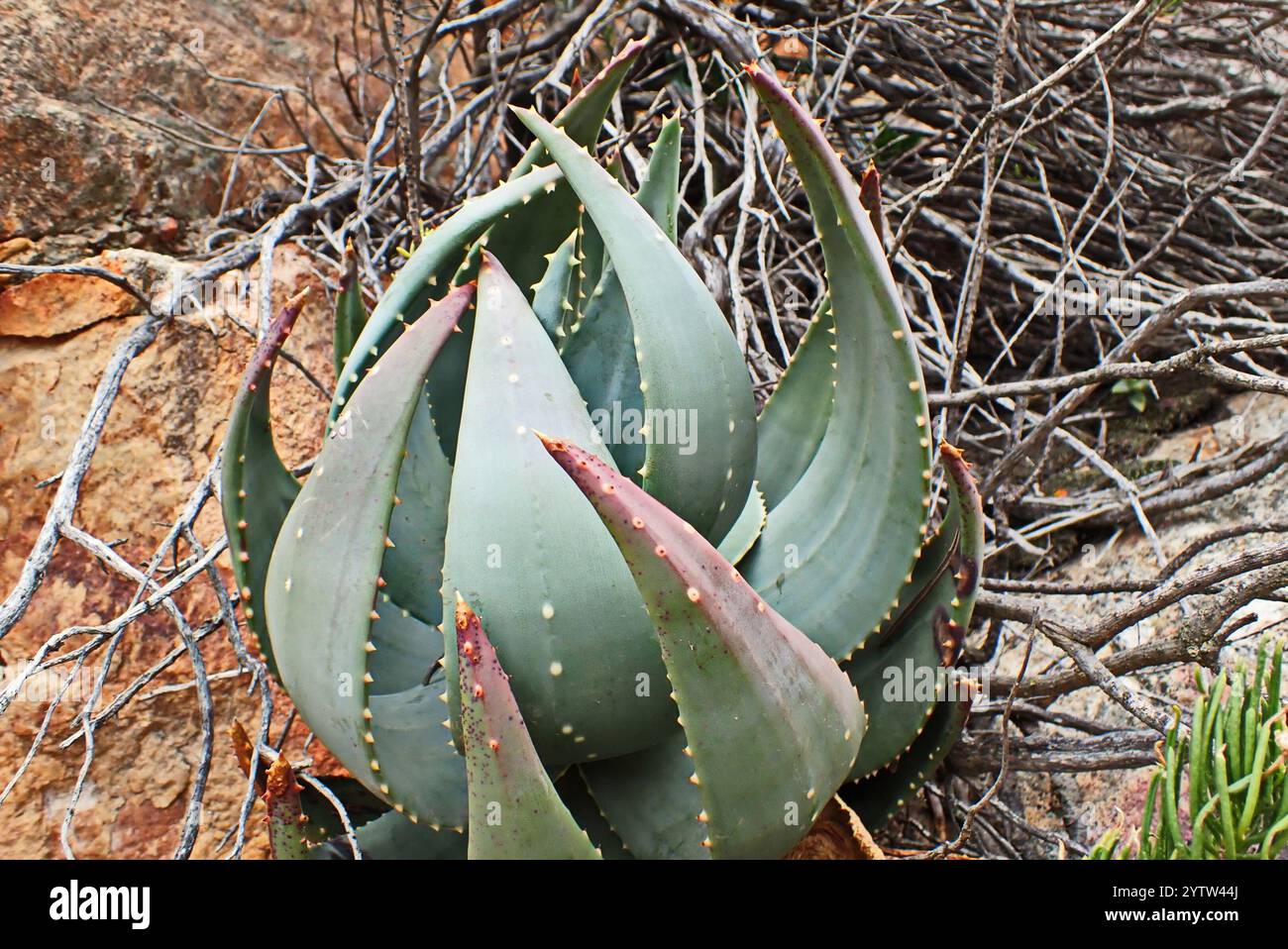 Mitre Aloe Complex (Aloe perfoliata Stock Photo - Alamy